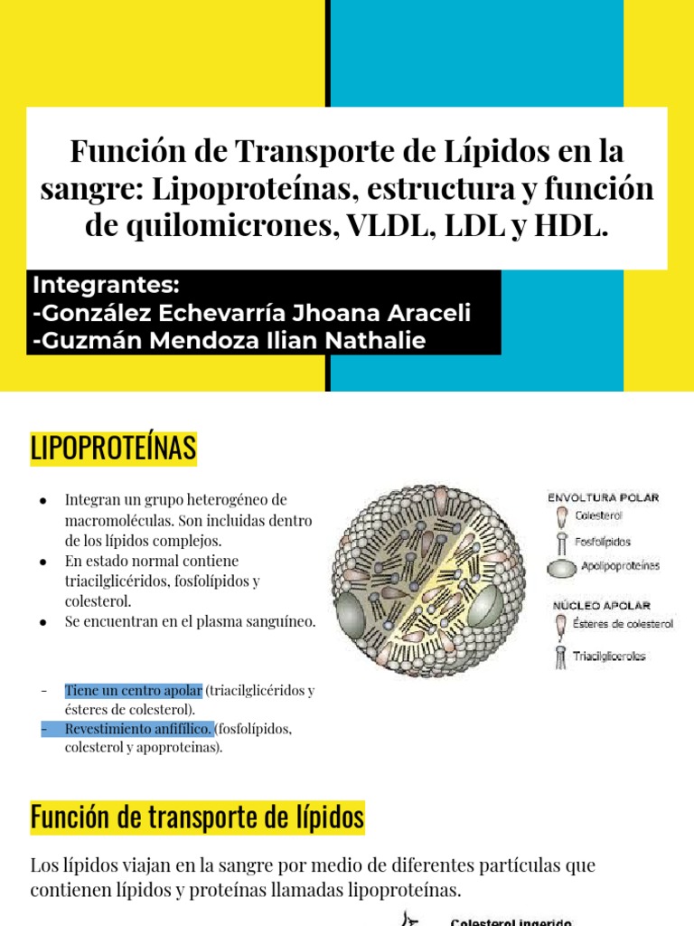 410 Función De Transporte De Lípidos En La Sangre Lipoproteínas