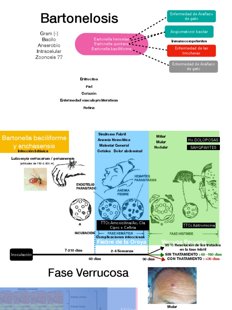 Bartonella | PDF | Microscopía | Epidemiología