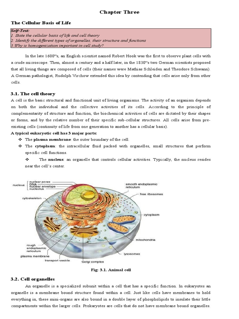 Gen BioCell Theory | PDF | Endoplasmic Reticulum | Cytoskeleton
