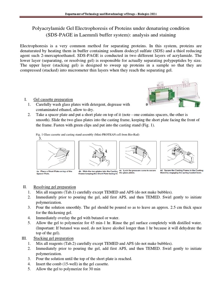 SDS-PAGE Protocol | PDF | Gel Electrophoresis | Polyacrylamide Gel ...