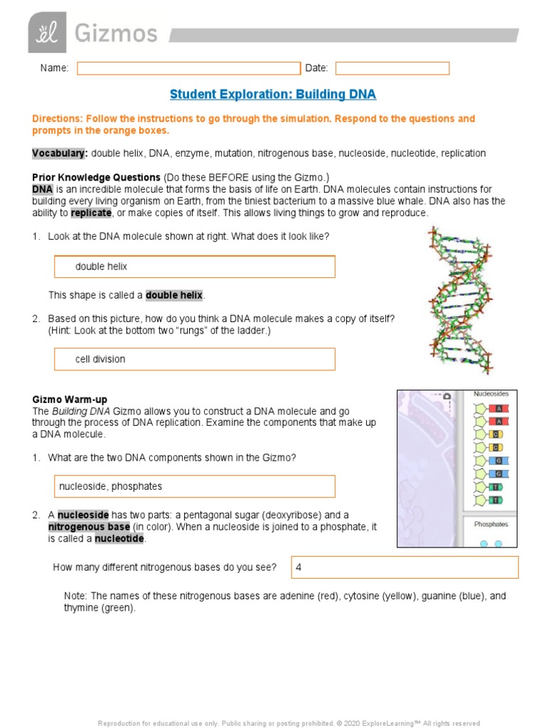 Cecilia Guzman - Building DNA Gizmo | PDF | Nucleotides | Dna