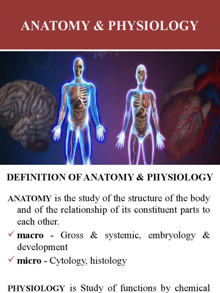 Anatomy and Physiology of Body Notes | PDF