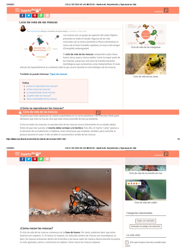 CICLO DE VIDA DE LAS MOSCAS - Nacimiento, Reproducción y Esperanza de ...