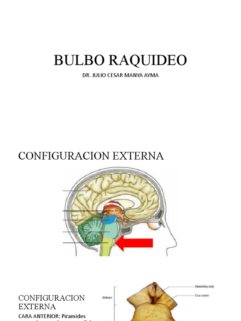 Medula Oblonga Correlaciones | PDF | Anatomía humana | Cerebro