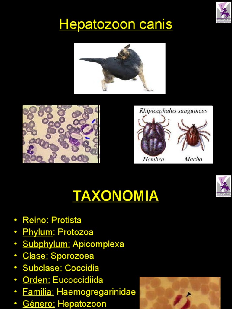 Hepatozoon Canis 2014 | PDF | Anatomía | Biología