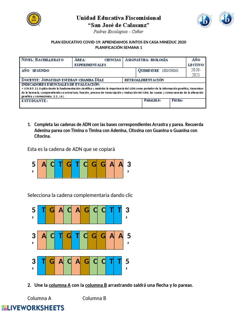 Plantilla - ADN | Descargar gratis PDF | Adn | Genética
