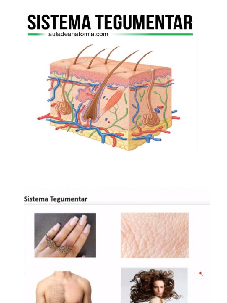 Sistema Tegumentar | PDF