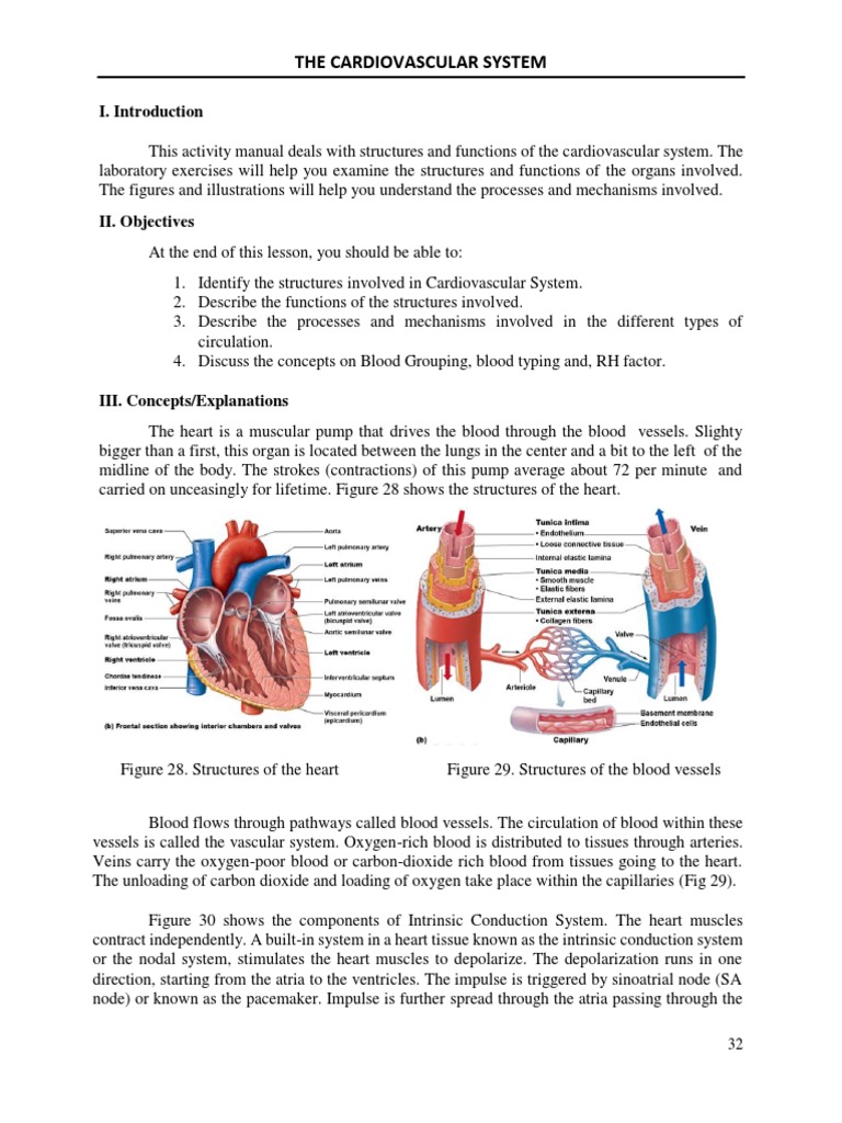 Manual Cardiovascular System | PDF | Circulatory System | Heart
