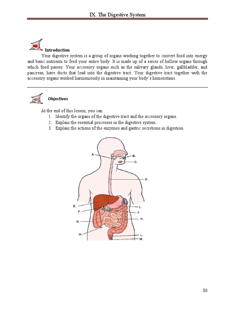 Module Digestive System | Download Free PDF | Human Digestive System ...