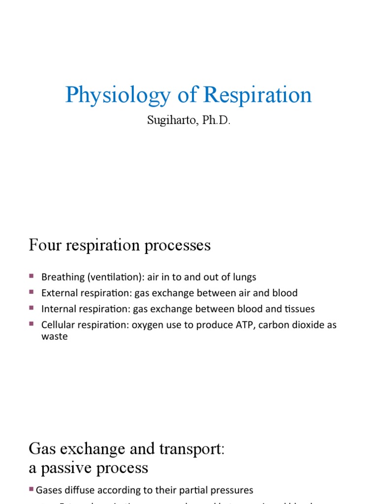 Physiology of Respiration | PDF | Respiratory System | Respiratory Tract