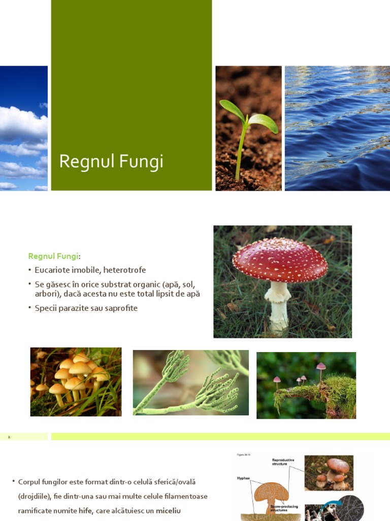 Regnul Fungi | PDF