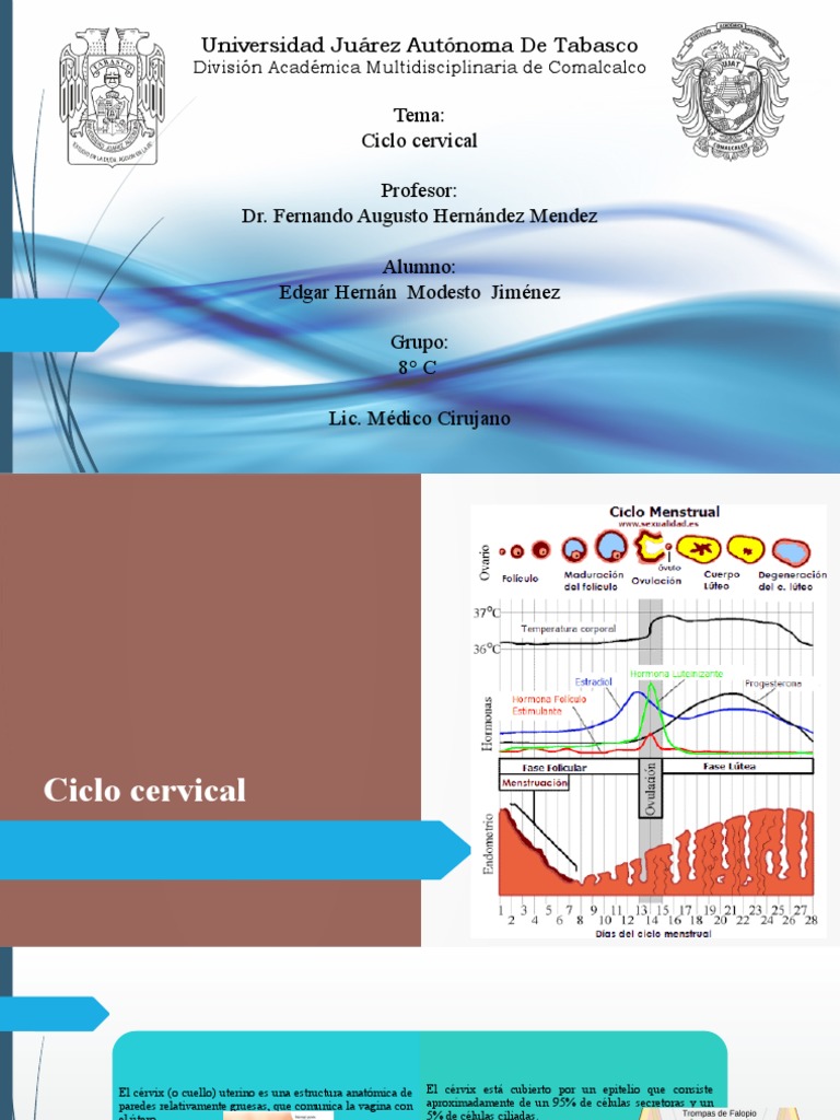 Ciclo Cervical | PDF | Vagina | Estradiol
