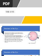 Grade 12 Life Science The Eye | PDF | Eye | Myopia