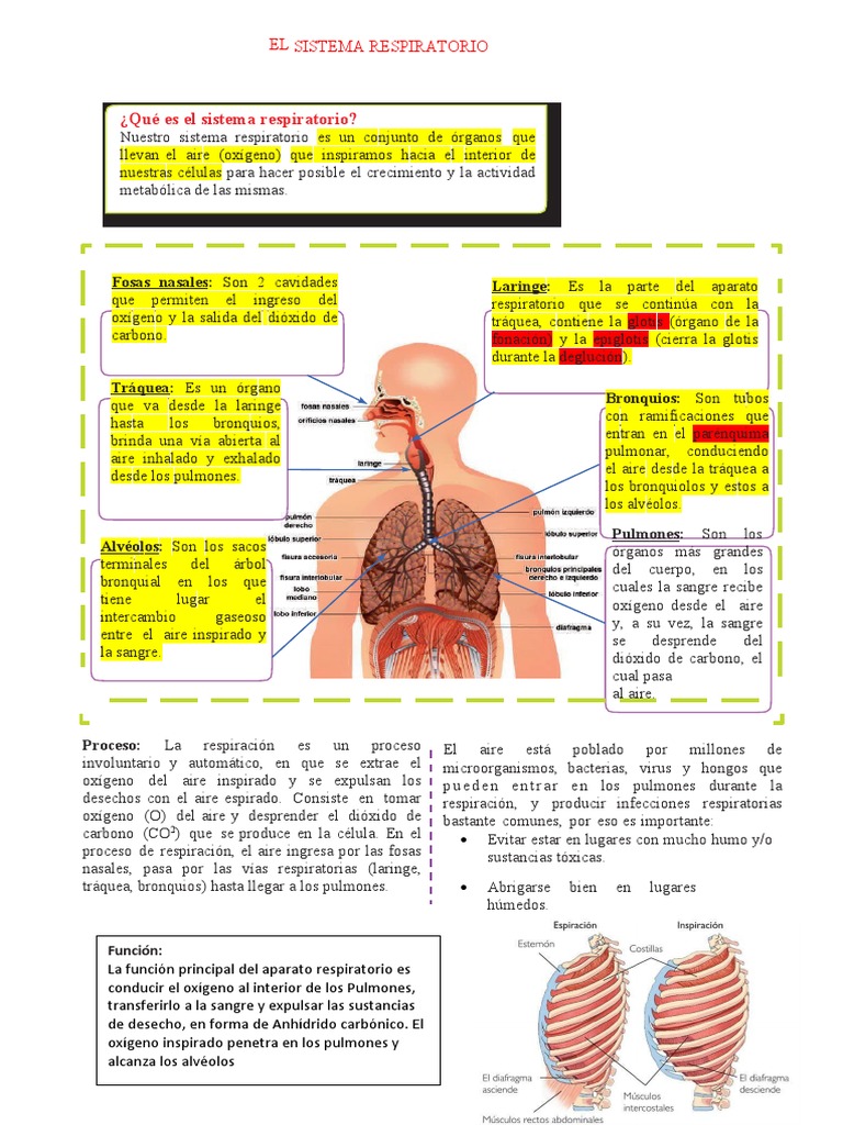 Hoja De Trabajo Con Diagrama Del Sistema Respiratorio Ejercicio