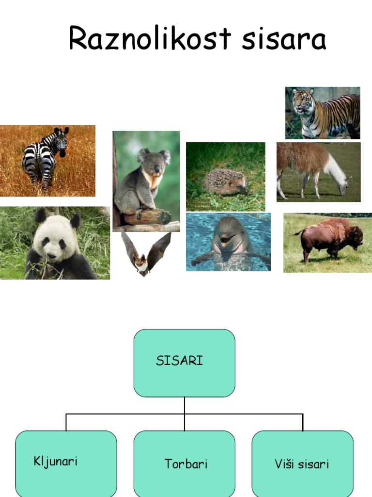 Raznolikost Sisara | PDF