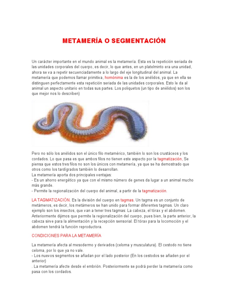Metamería o Segmentación | PDF | Science | Zoología