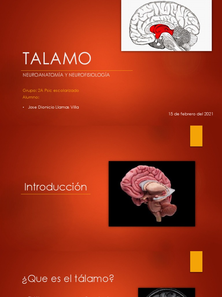 Funciones del Tálamo en el Cerebro | PDF | Tálamo | Cerebro