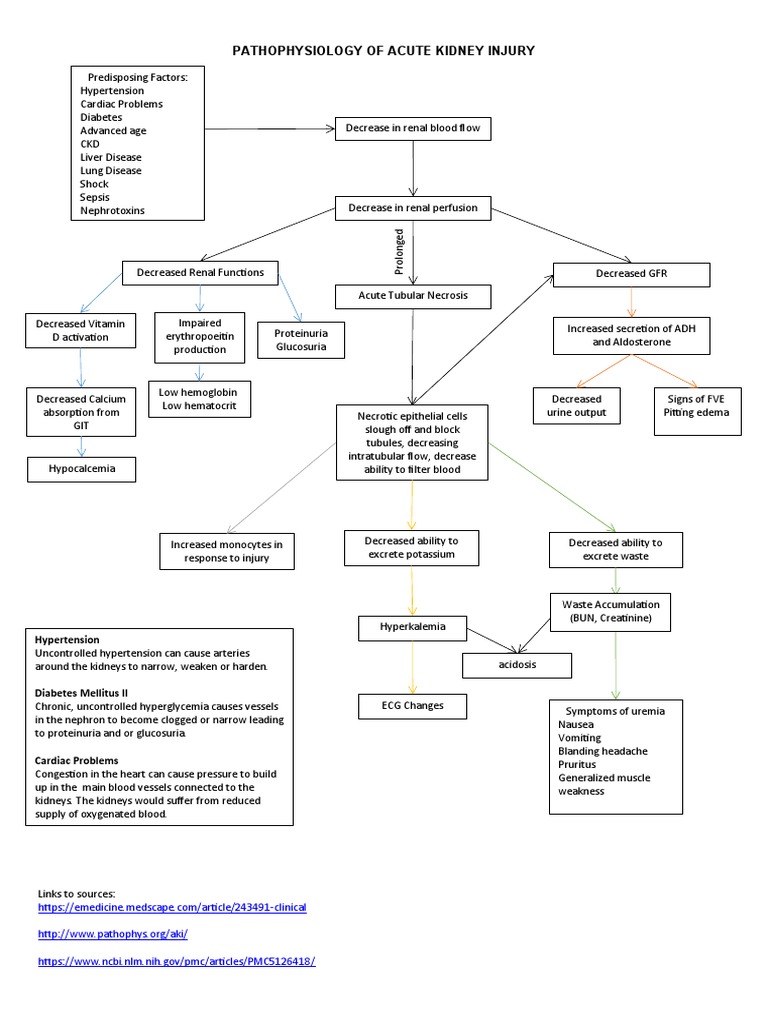 6 Med Ward (WK - 1) Pathophysiology | PDF | Kidney | Creatinine