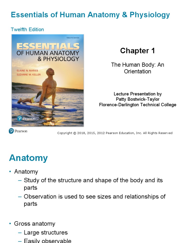 Chapter 1 Anatomy | PDF | Anatomical Terms Of Location | Human Body