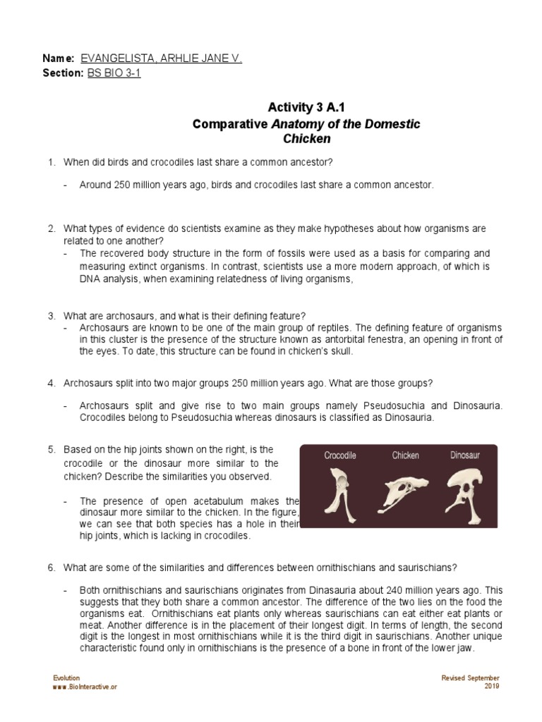 Activity 3 A.1 Comparative Anatomy of The Domestic: Chicken | PDF ...