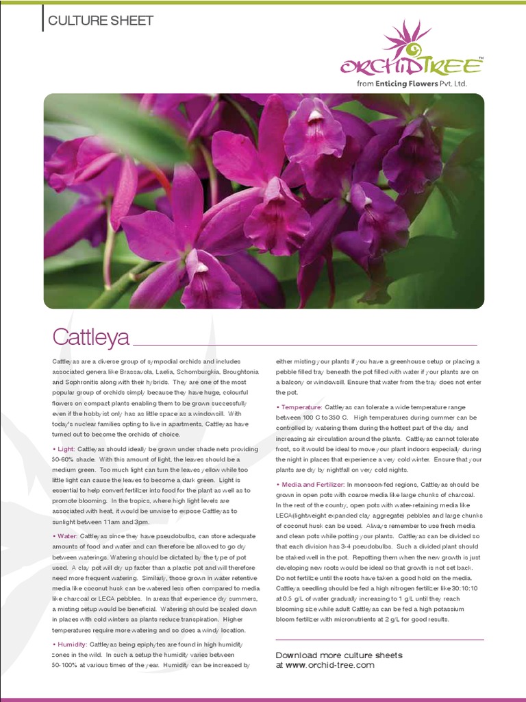 Cattleya Orchid Care: A Comprehensive Guide to Growing Cattleyas ...