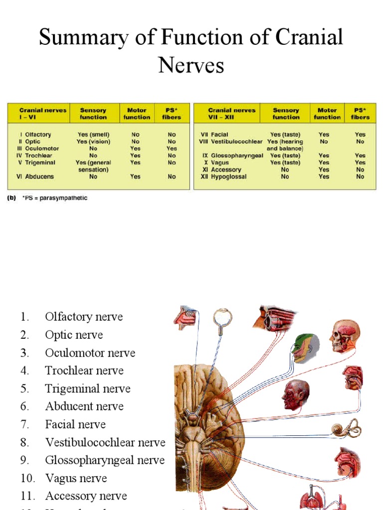 Summary of Function of Cranial Nerves | PDF | Senses | Organ (Anatomy)