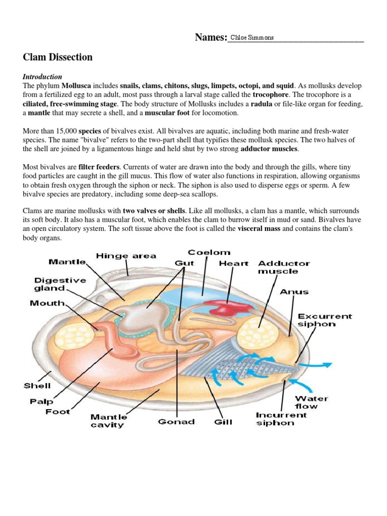 Clam Dissection | PDF | Bivalvia | Mollusca