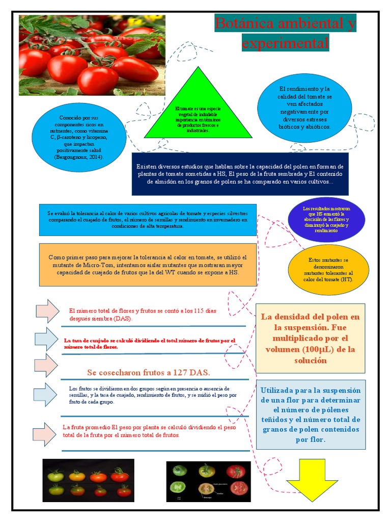 Infografia Darwin Bernal | PDF | Tomate | Flores