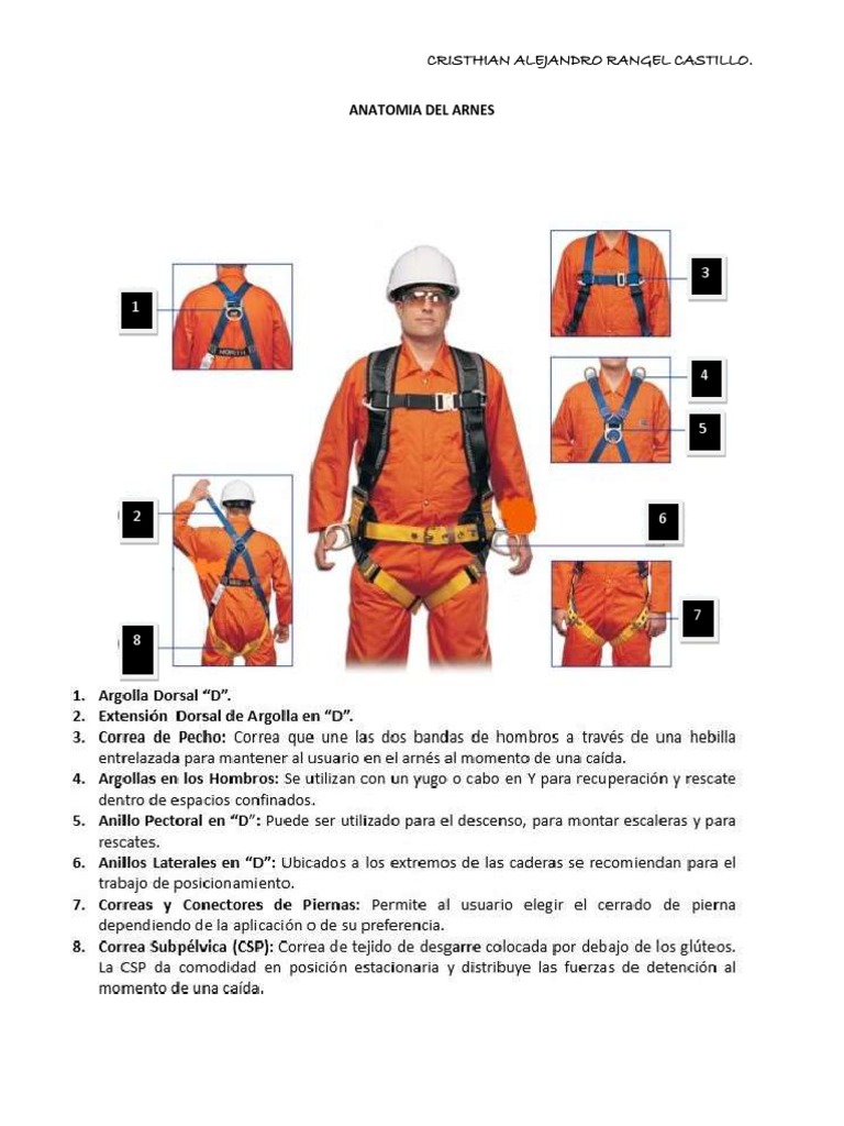 Anatomia Del Arnes | PDF