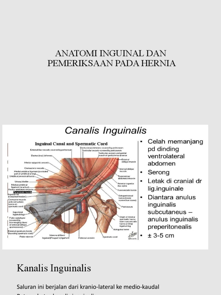 Anatomi Inguinal Dan Pemeriksaan | PDF