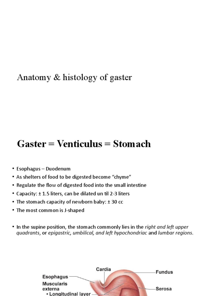 Anatomy and Histology of the Stomach | PDF | Peritoneum | Stomach