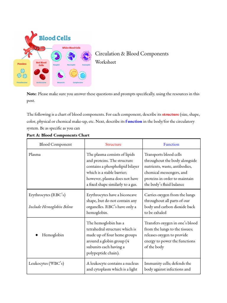Circulation Blood Components Worksheet 2021 | PDF | Vein | Artery