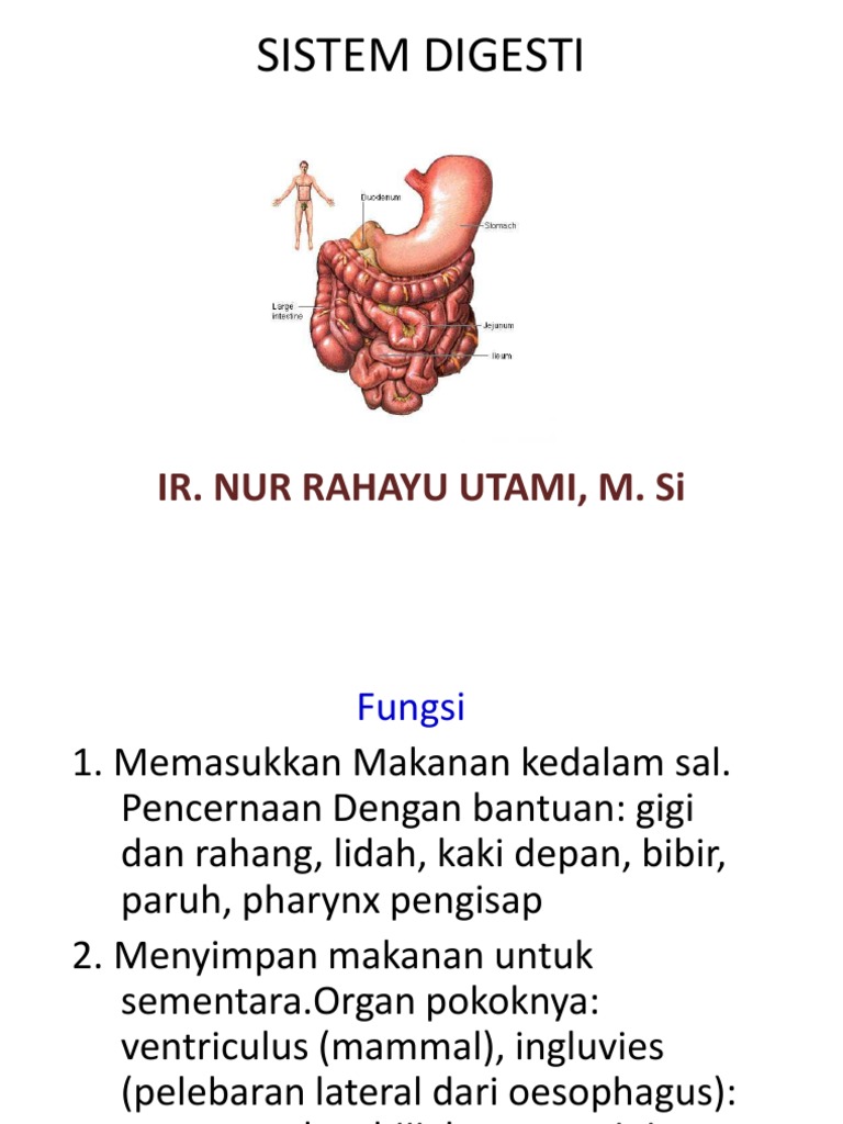 Sistem Digesti | PDF