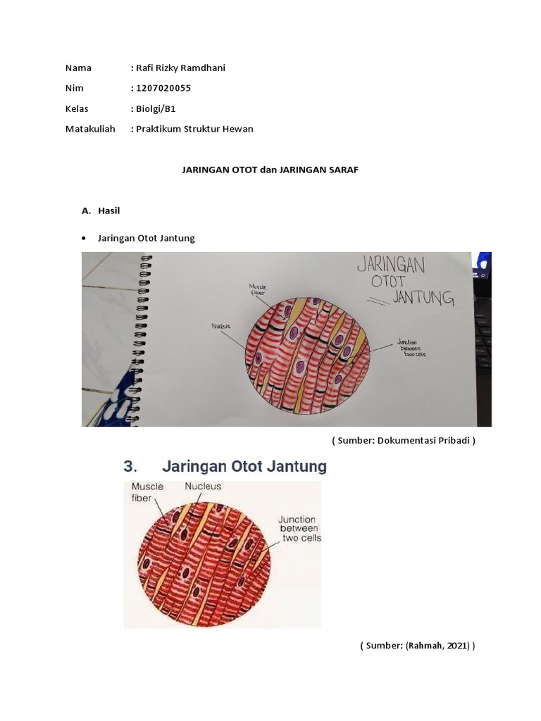 Rafi Rizky Ramdhani (1207020055) - Laporan Jaringan Otot Dan Saraf | PDF