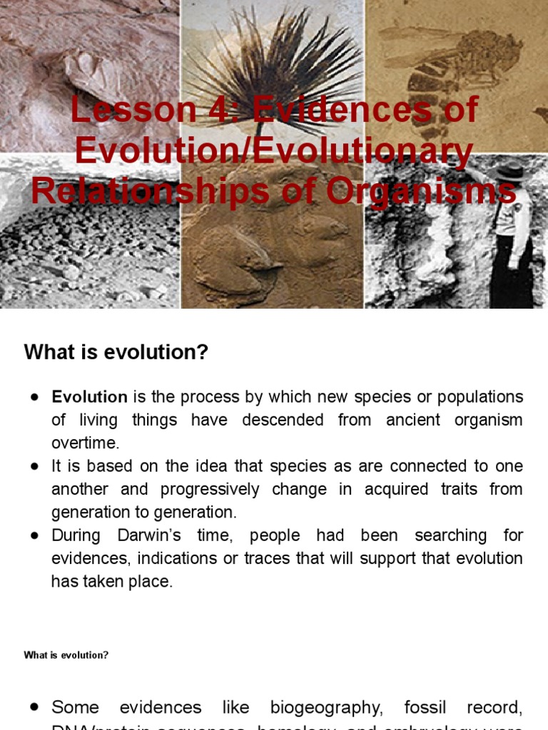 Evolution Evidence and Relationships | PDF | Homology (Biology) | Fossil