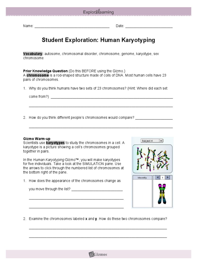 Genetics - HumanKaryotyping - Gizmo | PDF | Karyotype | Chromosome