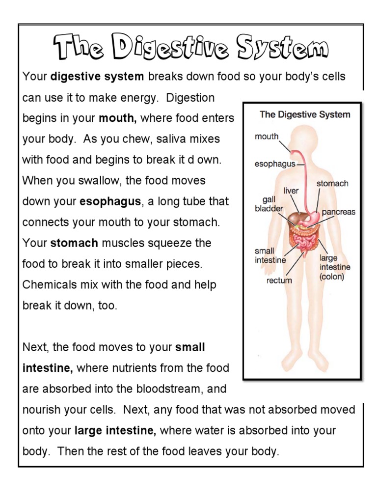 Digestive System Foldable and Article.2 | PDF