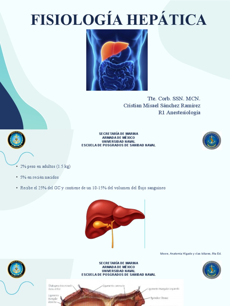 Fisiologia Hepatica | PDF | Hígado | Biosíntesis
