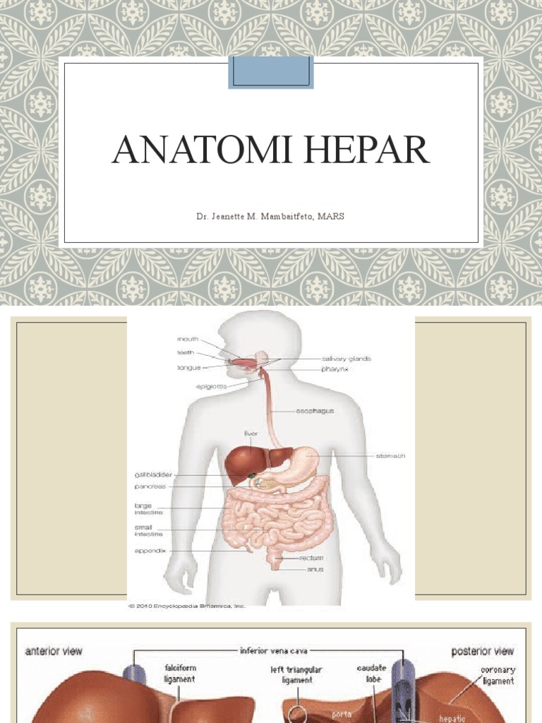 Anatomi Hepar | PDF | Kesehatan Holistik | Gaya Hidup