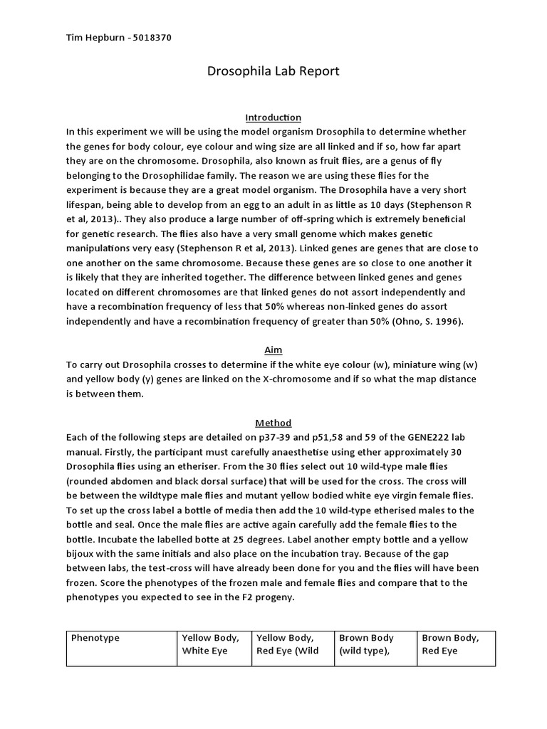 Drosophila Lab Report | PDF | Genetic Linkage | Chi Squared Test