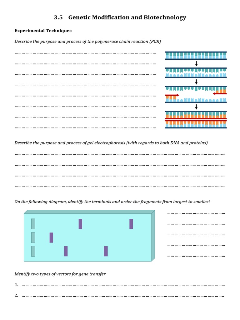 Topic 3.5 Worksheet | PDF | Molecular Genetics | Chemistry