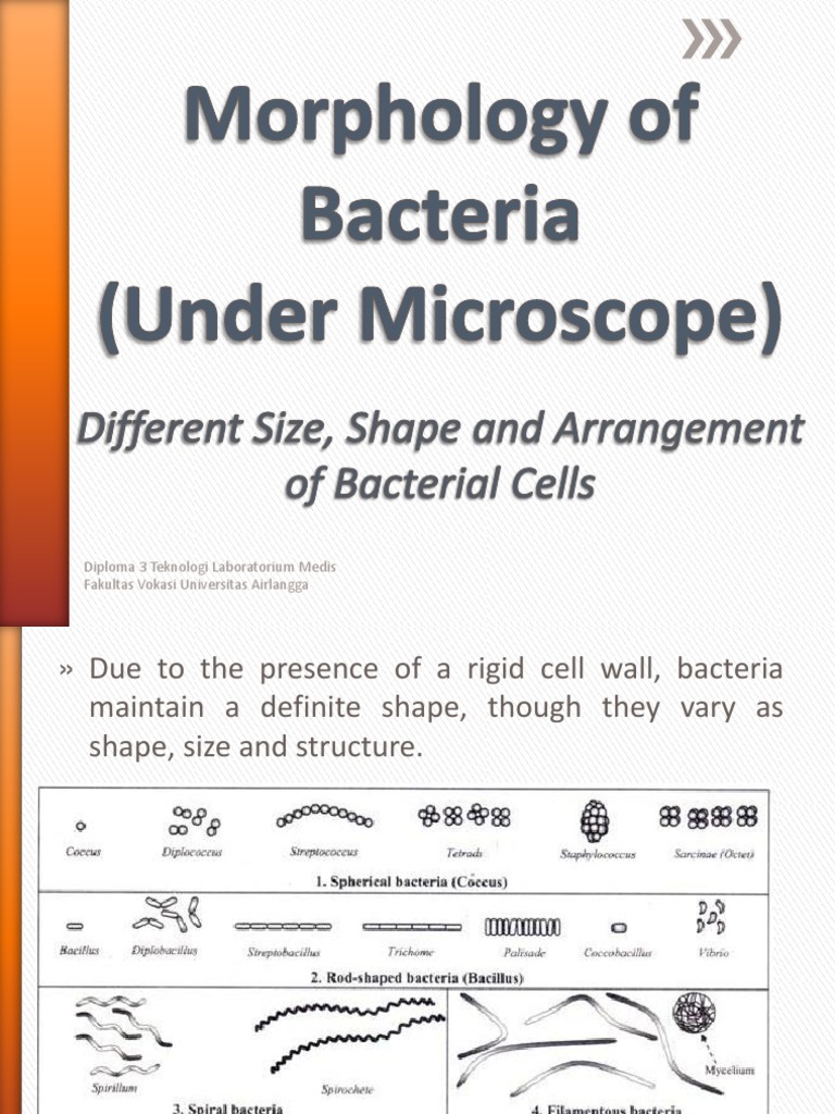 Morfologi Bakteri Secara Mikroskopis V | PDF | Bacteria | Microbiology