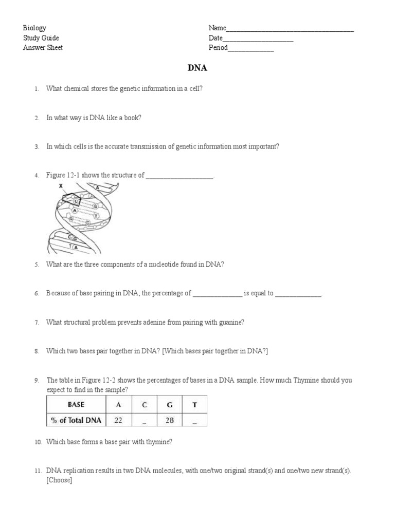 DNA Study Guide and Answer Sheet | PDF | Nucleic Acid Sequence | Dna