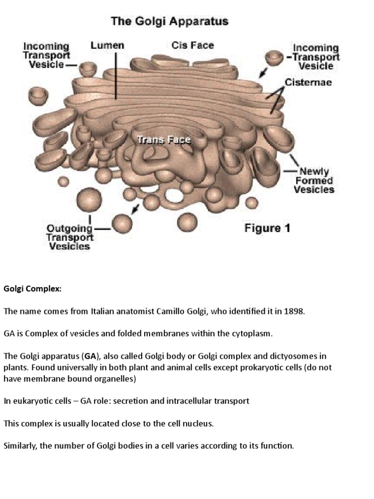 Golgi Complex | PDF | Endoplasmic Reticulum | Cell Anatomy