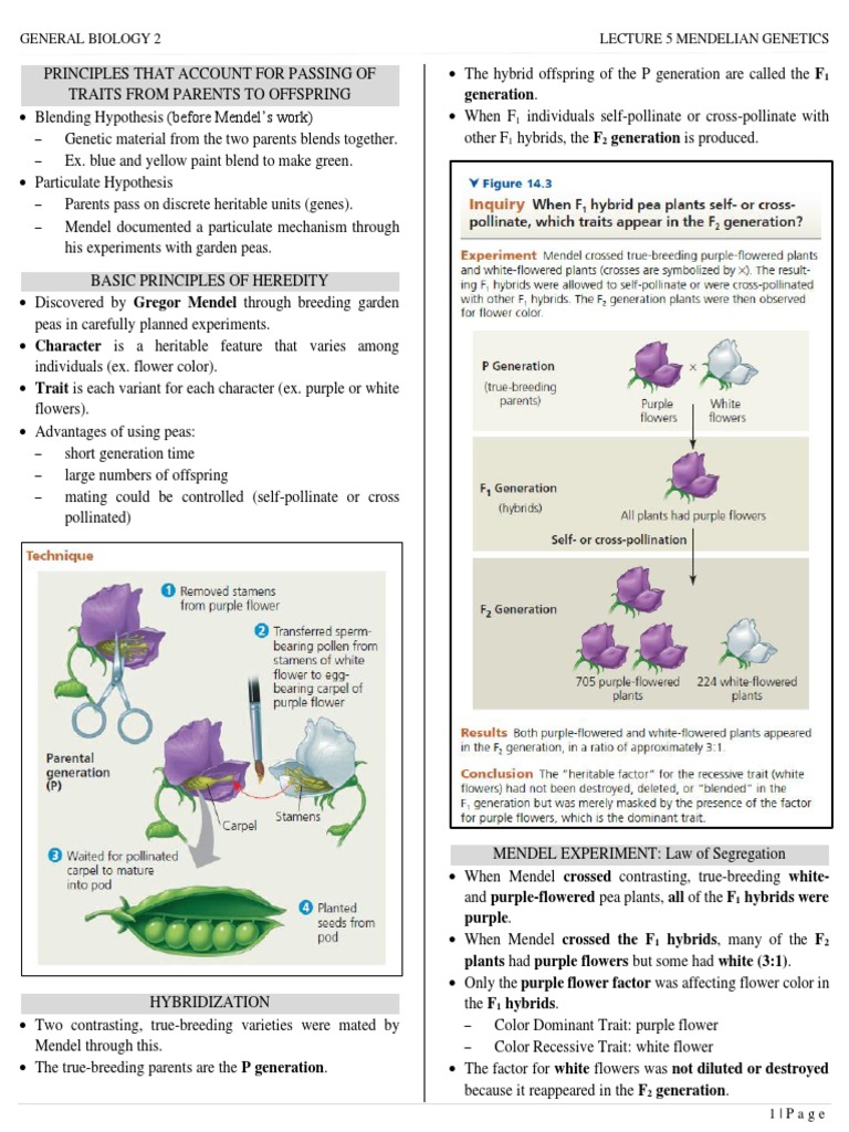 Generation.: General Biology 2 Lecture 5 Mendelian Genetics | PDF ...
