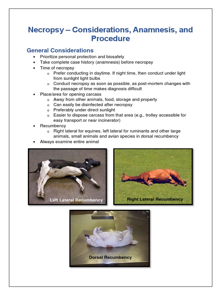 Necropsy Guidelines for Animal Examination | PDF | Vertebral Column ...