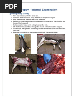 Fetal Pig Dissection Lab Guide | PDF | Aorta | Common Carotid Artery