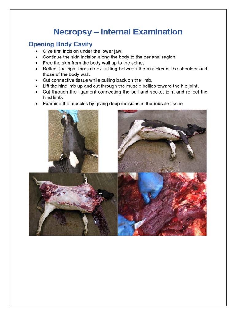 Necropsy - Opening Body Cavity | Download Free PDF | Lung | Abdomen