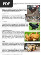 Different Types of Philippine Native Chicken | PDF | Chicken | Agriculture