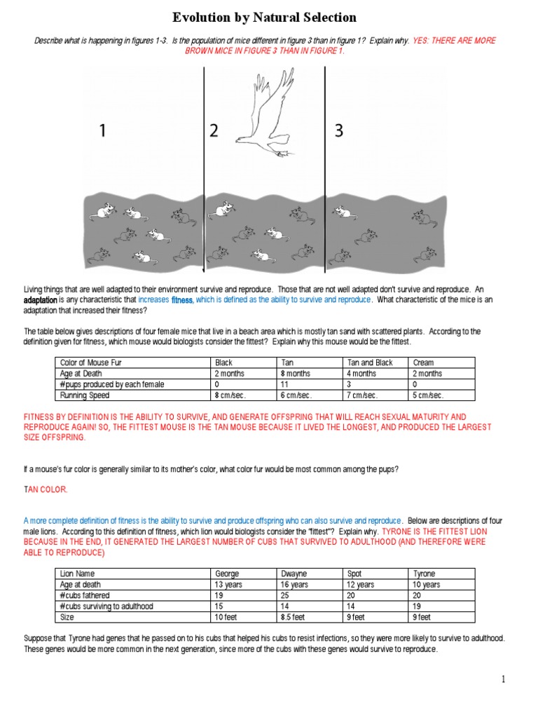 Evolution by Natural Selection WKS Lab ANSWER KEY Zu3kag | PDF ...